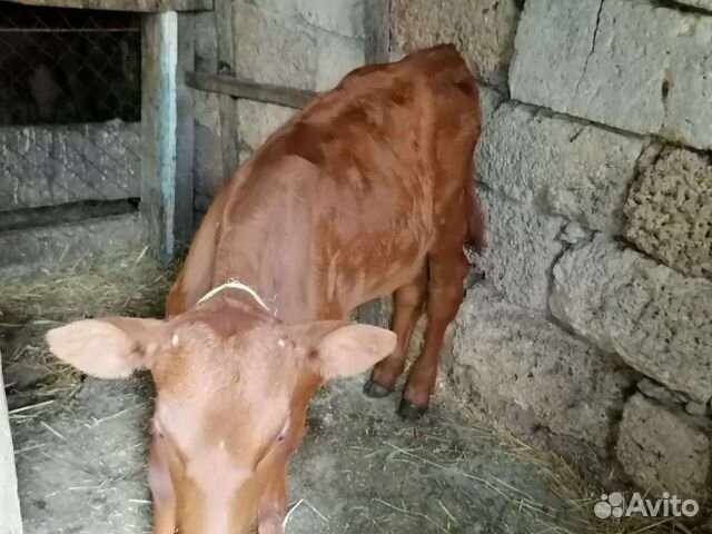 Быки телята