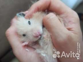 Серийский хомячок