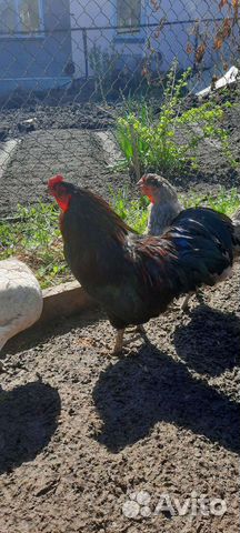 Петух амераукана