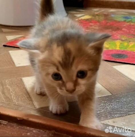 Котенок девочка полтора месяца