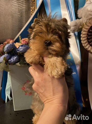 Чудесная цветная девочка йорка блюмерле