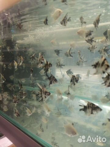 Скалярии ассорти