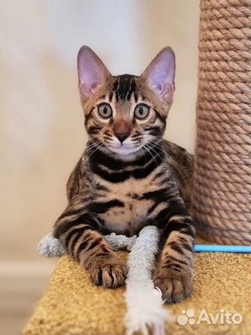 Бенгальские котята с родословной ходят на унитаз