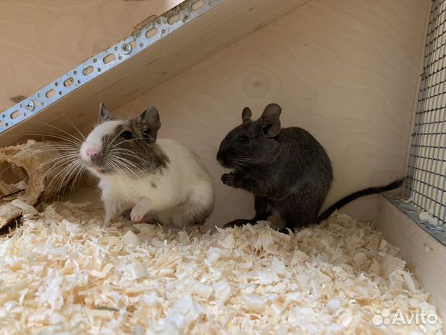 Белка дегу бесплатно