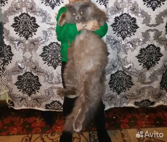 Шатландец в дар