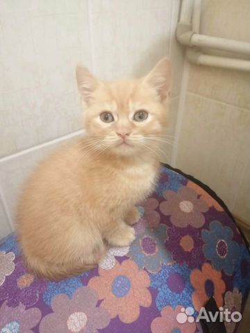 Шотландский кот