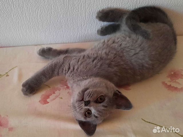Шотландская кошечка