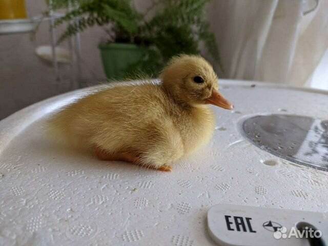 Утята Агидель