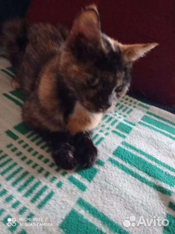 Кошка