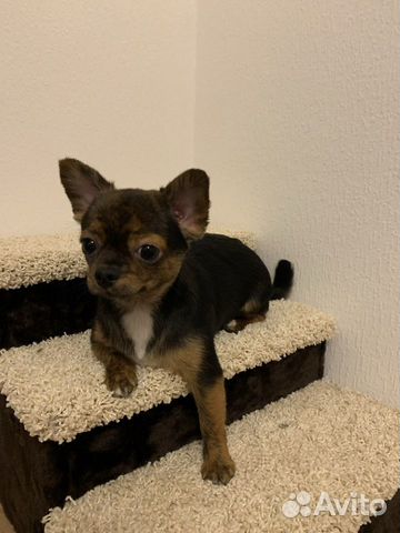 Вязка кобель чихуахуа