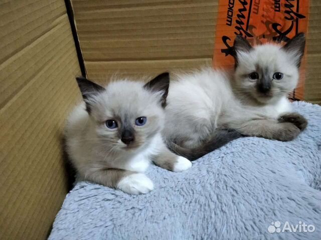 Котята в добрые руки бесплатно