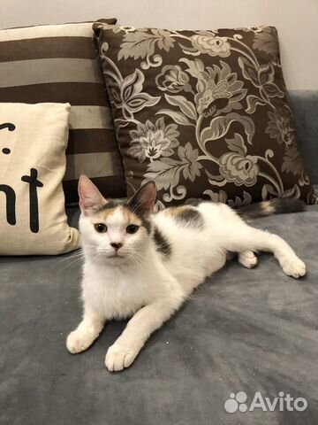 Супер ласковая кошечка