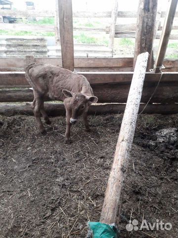 Сементалка