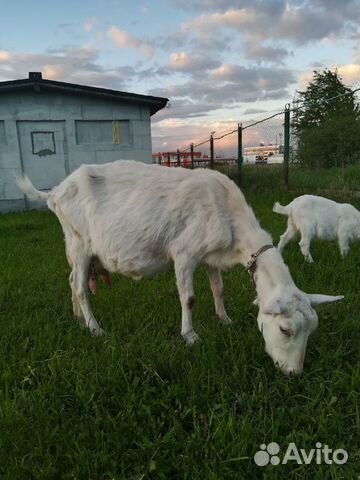 Продам зааненскую козу