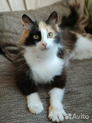 Кому счастье в дом