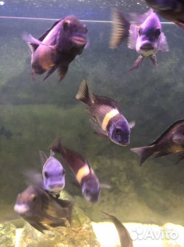 Рыба трофеус дубоиси и бемба