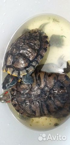Красноухая черепаха