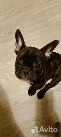 Щенок французского будьдога