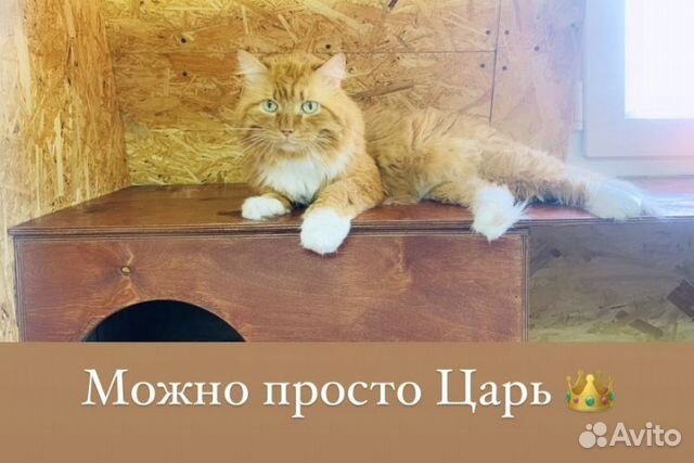 Кот Марсик ищет новых добрых и любящих хозяев
