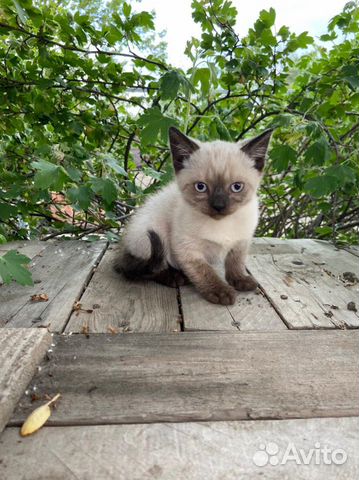 Британские котята