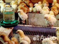 Утята гусята цыплята (опт )