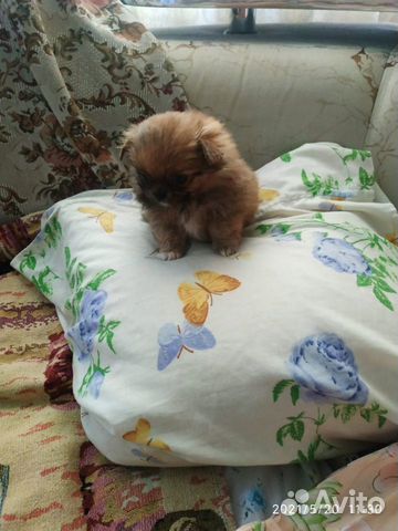 В продаже щенки