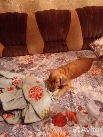 Вязка Девочка Американский кокер спаниель 3 года