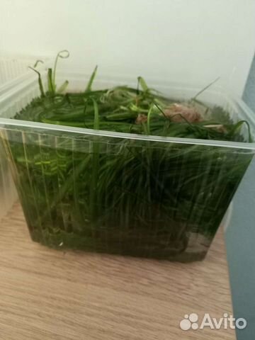 Прополка. Валиснерия