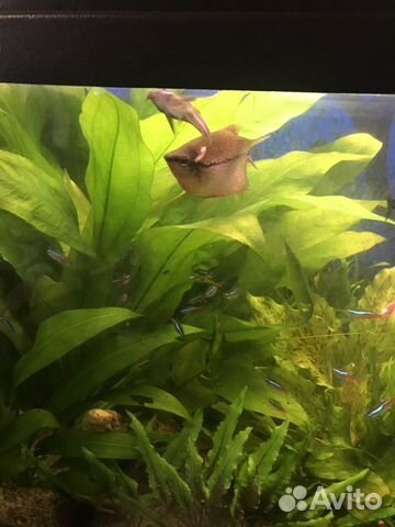 Аквариумное растение. Продается