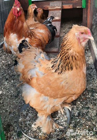 Куры Брама палевая