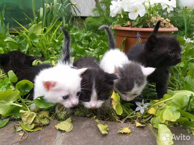 Маленький, но верный друг в Ваш дом