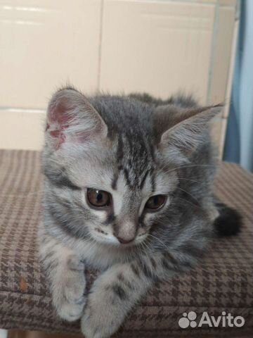 Кошка, отдам котëнка (2 месяца) в добрые, любящие