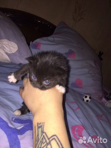 Котята