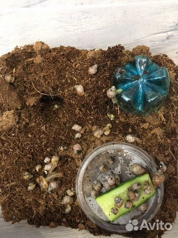 Улитки ахатины