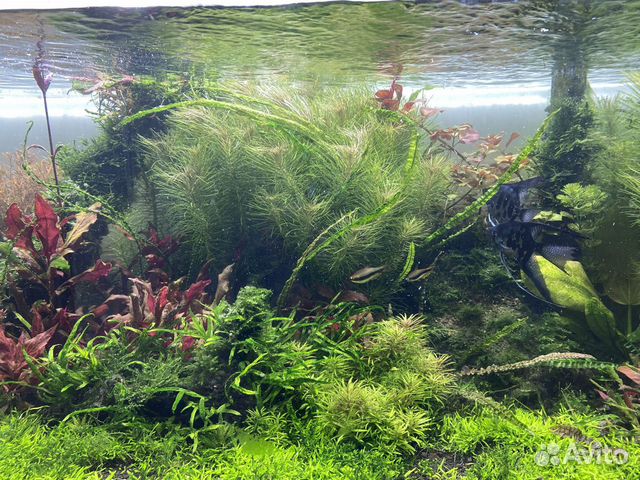 Погостемон эректус