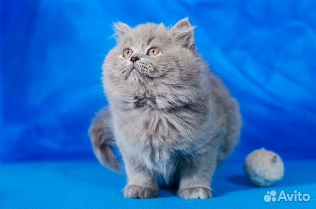 Британский длинношерстный котенок Нежа 3 мес