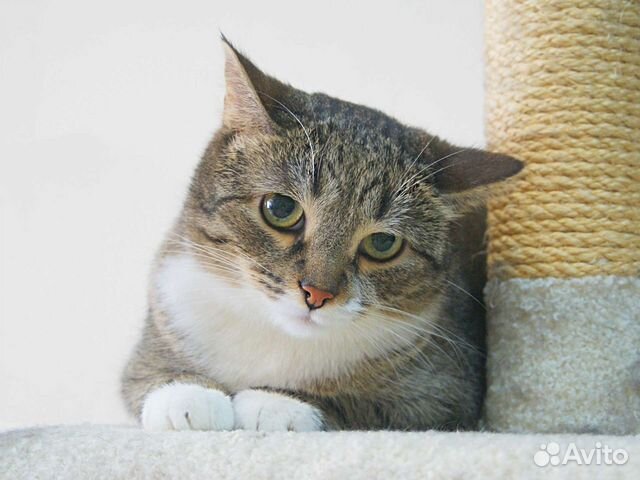 Кошечка Элли грустит без своей семьи