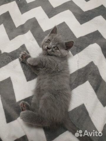 Шотландские котята