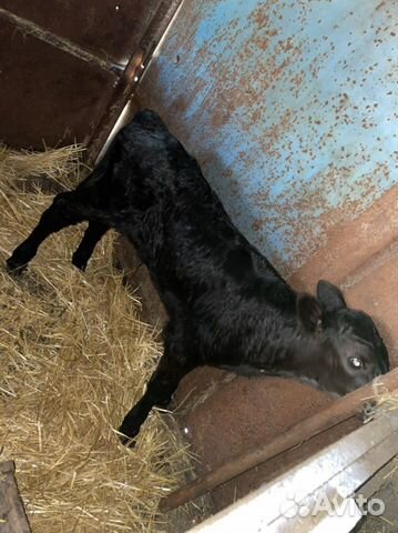 Телята бычки