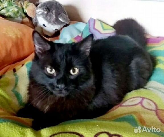 Котик, 8-9 мес., полуангорский