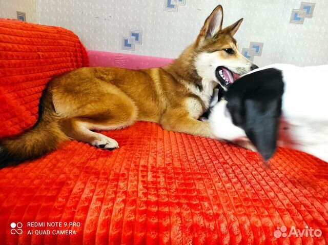 Собака в добрые руки