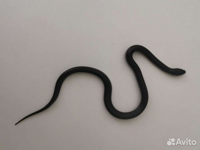 Чёрная мексиканская королевская змея (нигрита)