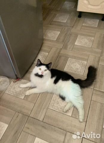 Котик Оливер в добрые руки