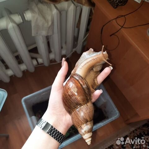 Улитки ахатины