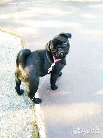 Щенки мопса