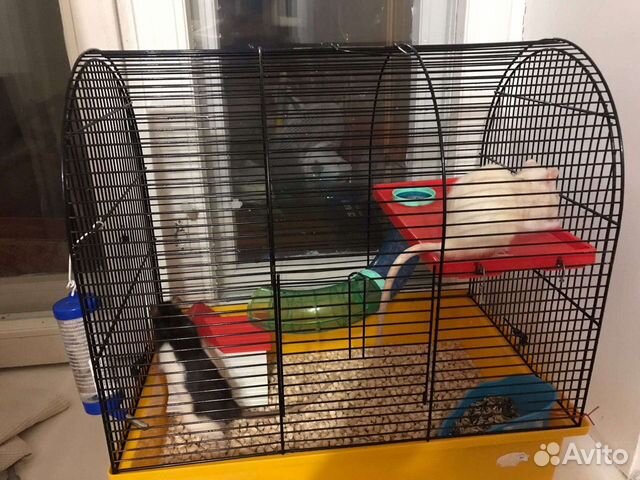 Крысы с клеткой