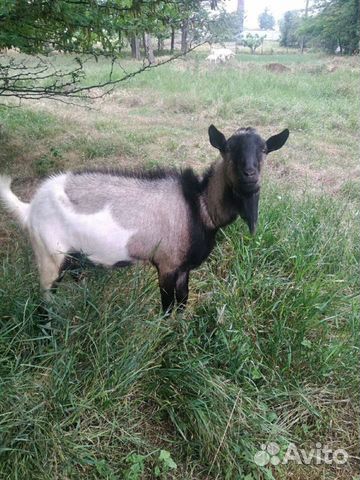 Козы,козлята