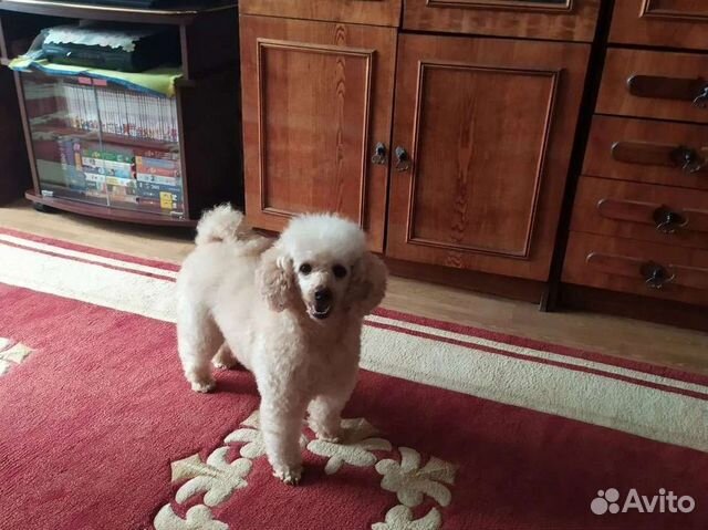 Карликовый пудель