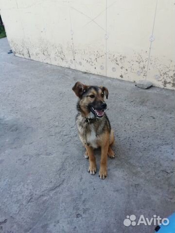 Возможно потерялась собака