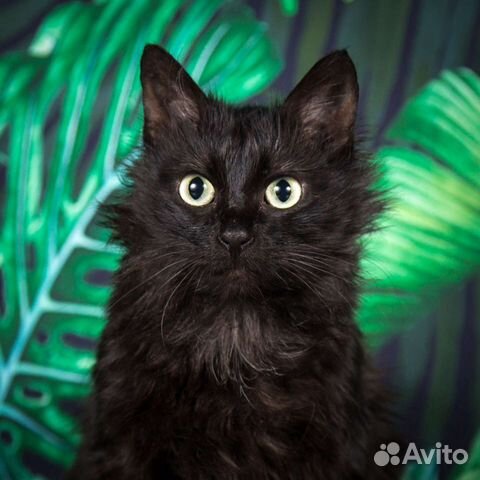 Домовенок Шейла - кошка в добрые руки